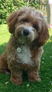 The Cavapoochon: The Ultimate Guide