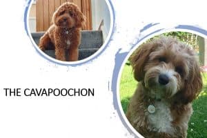 The Cavapoochon: The Ultimate Guide