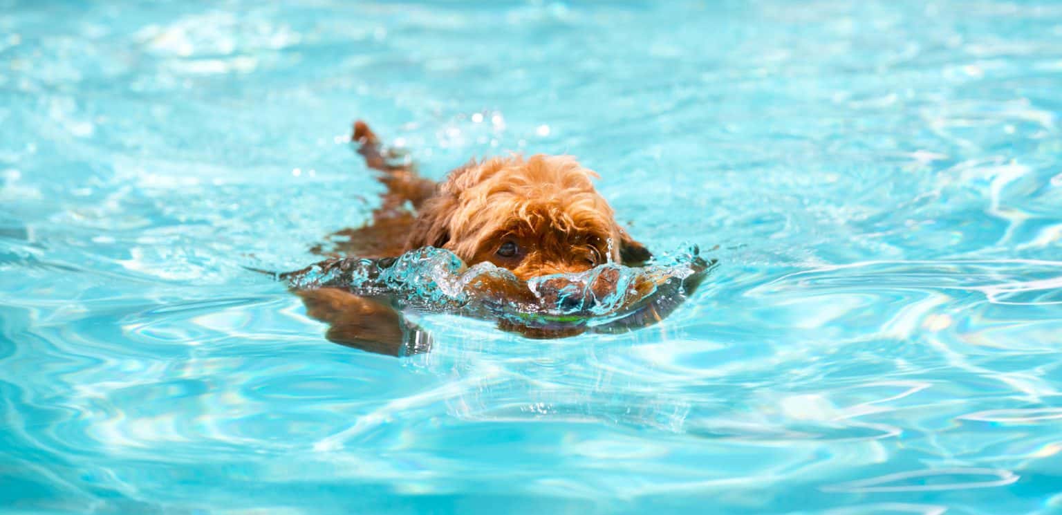 Do Doodles Like to Swim? Let’s Investigate