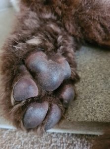 Do Newfypoos have Webbed Feet? Let’s Find Out