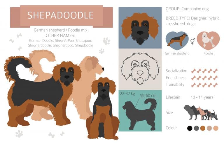 The Shepadoodle: Our Guide to the Poodle and German Shepherd Mix