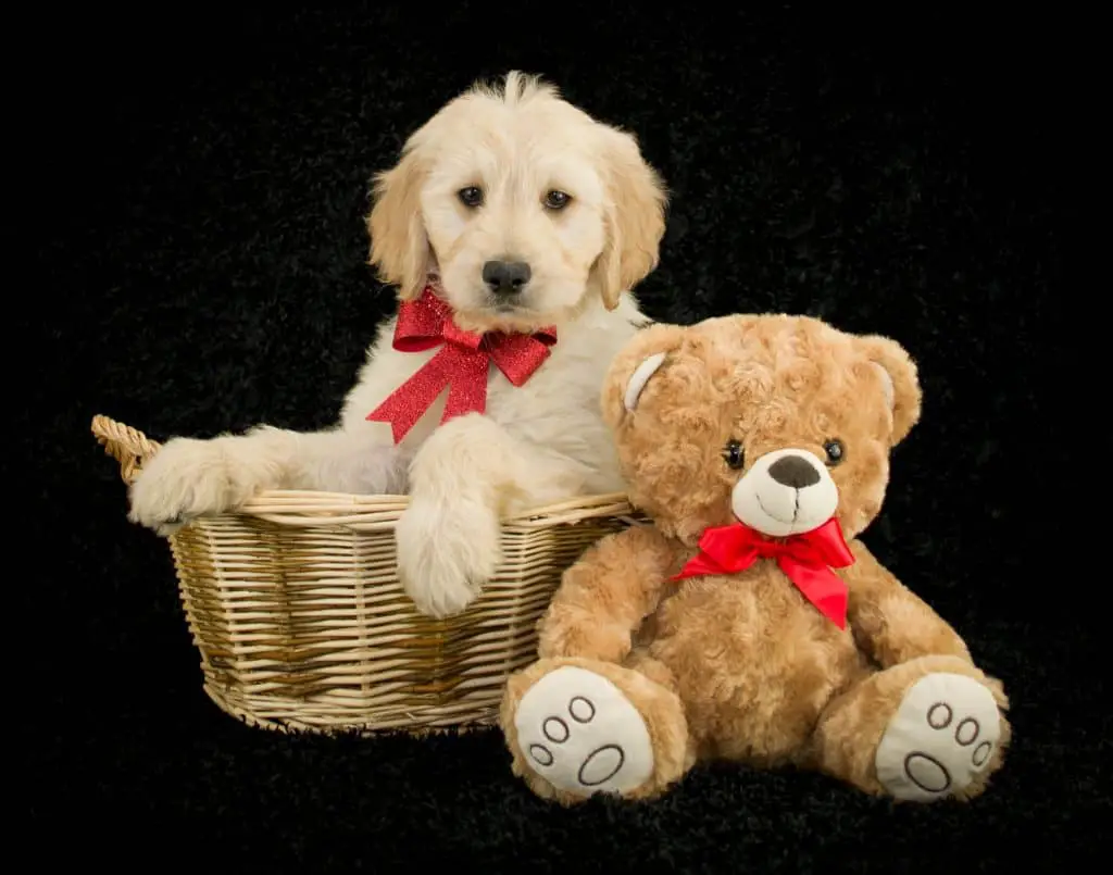 Teddy Bear Goldendoodle vs Goldendoodle: The Differences Explained