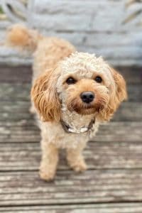 Cavapoo Generations Explained – F1, F1b, F1bb, F2, F2b, F2bb, F3