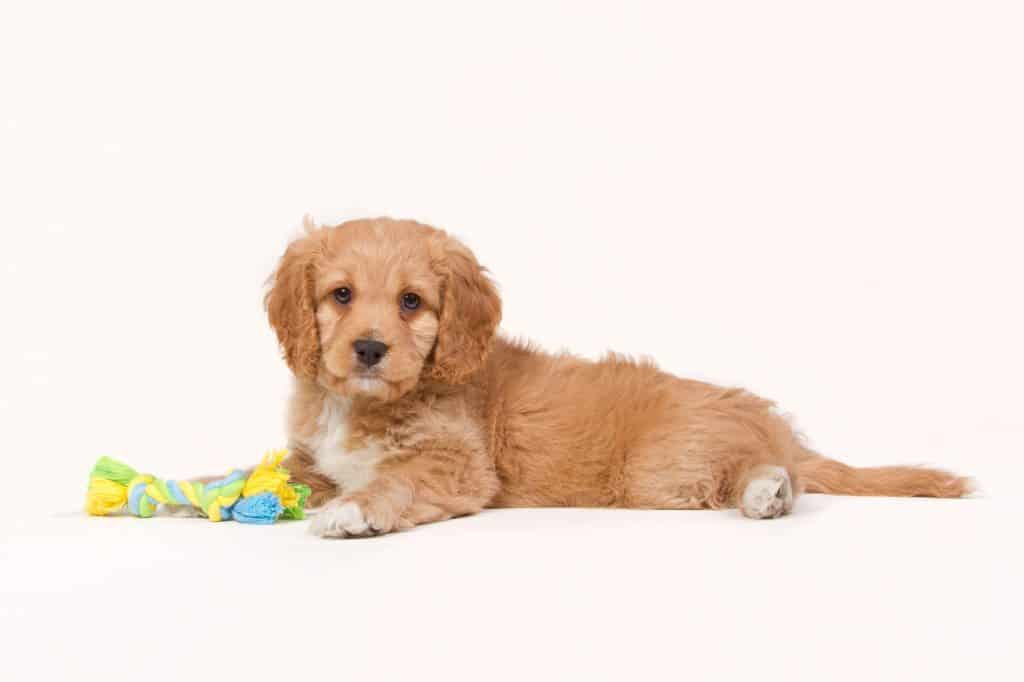 Cavapoo Generations Explained – F1, F1b, F1bb, F2, F2b, F2bb, F3