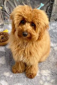 Cavapoo Generations Explained – F1, F1b, F1bb, F2, F2b, F2bb, F3