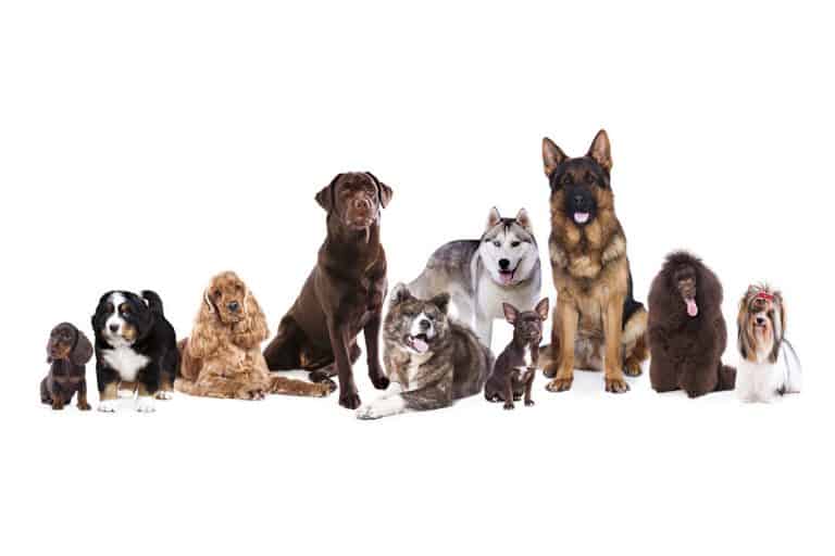 What are the Best Doodle Breeds? Our Epic Guide to Poodle Mixes