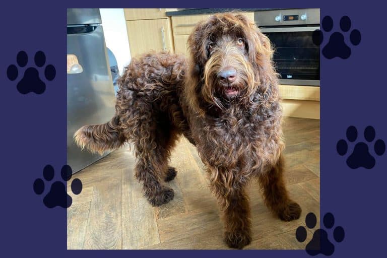 Everything You Need to Know About the Newfypoo Breed