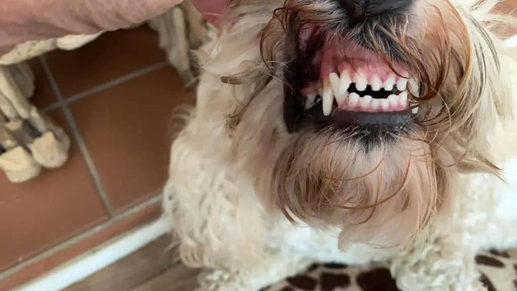 When Will My Cavapoo Stop Teething?