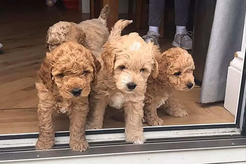 Doodles and Separation Anxiety: What you Need to Know