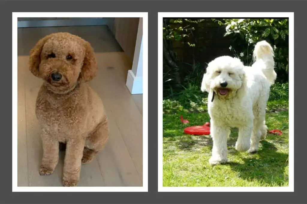 English Goldendoodle vs American Goldendoodle