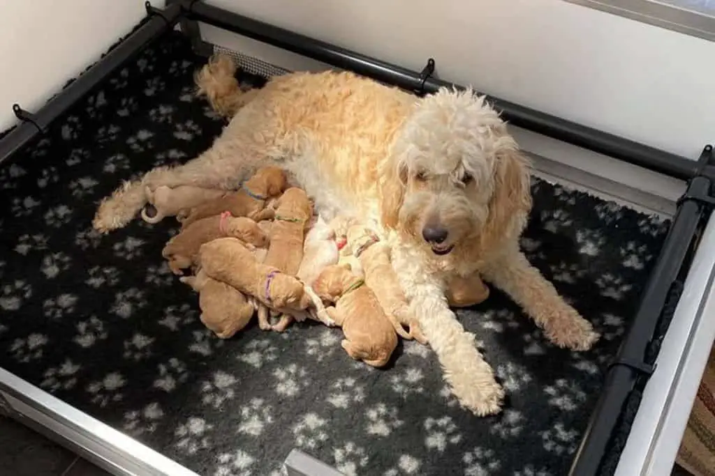 Do Dogs have to Tie to get Pregnant? Doodle Mating Explained