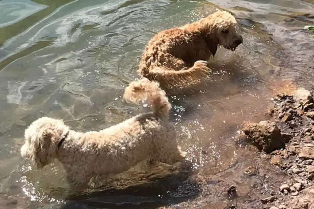 Do Goldendoodles Like Water? Can They Swim?