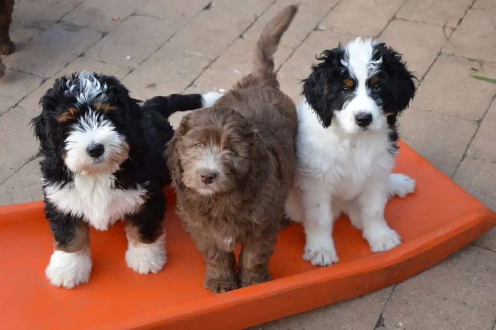 Australian Bernedoodle – Info, Facts and Breed Overview