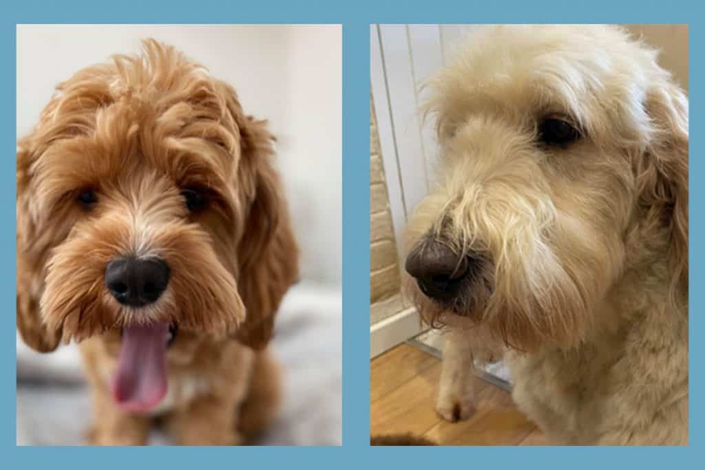 Cavapoo vs Goldendoodle – Doodle Breed Comparison