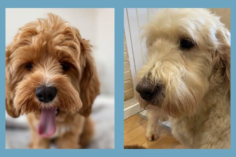 Cavapoo vs Goldendoodle – Doodle Breed Comparison