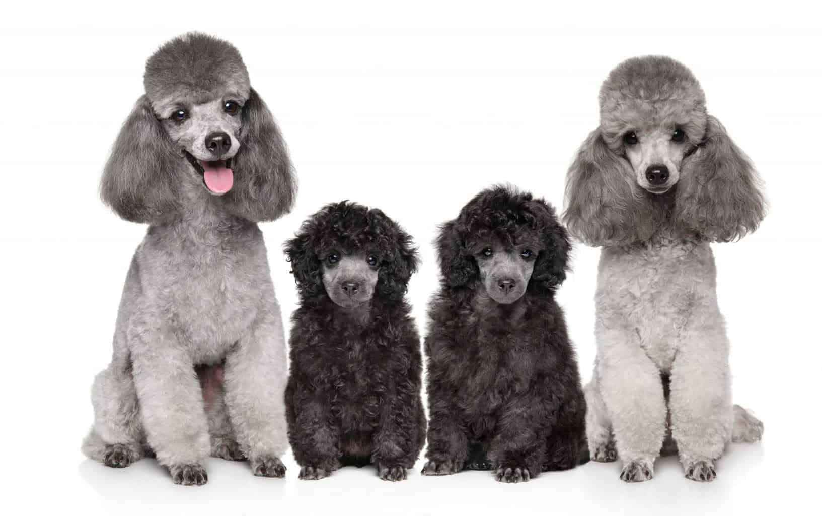 Sheepadoodle Colors: Gray, Black, and More