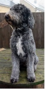 Sheepadoodle Colors: Gray, Black, and More