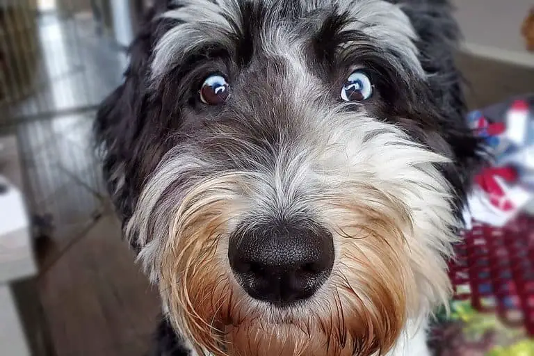 Do All Aussiedoodles Have Blue Eyes Do All Aussiedoodles Have Blue Eyes