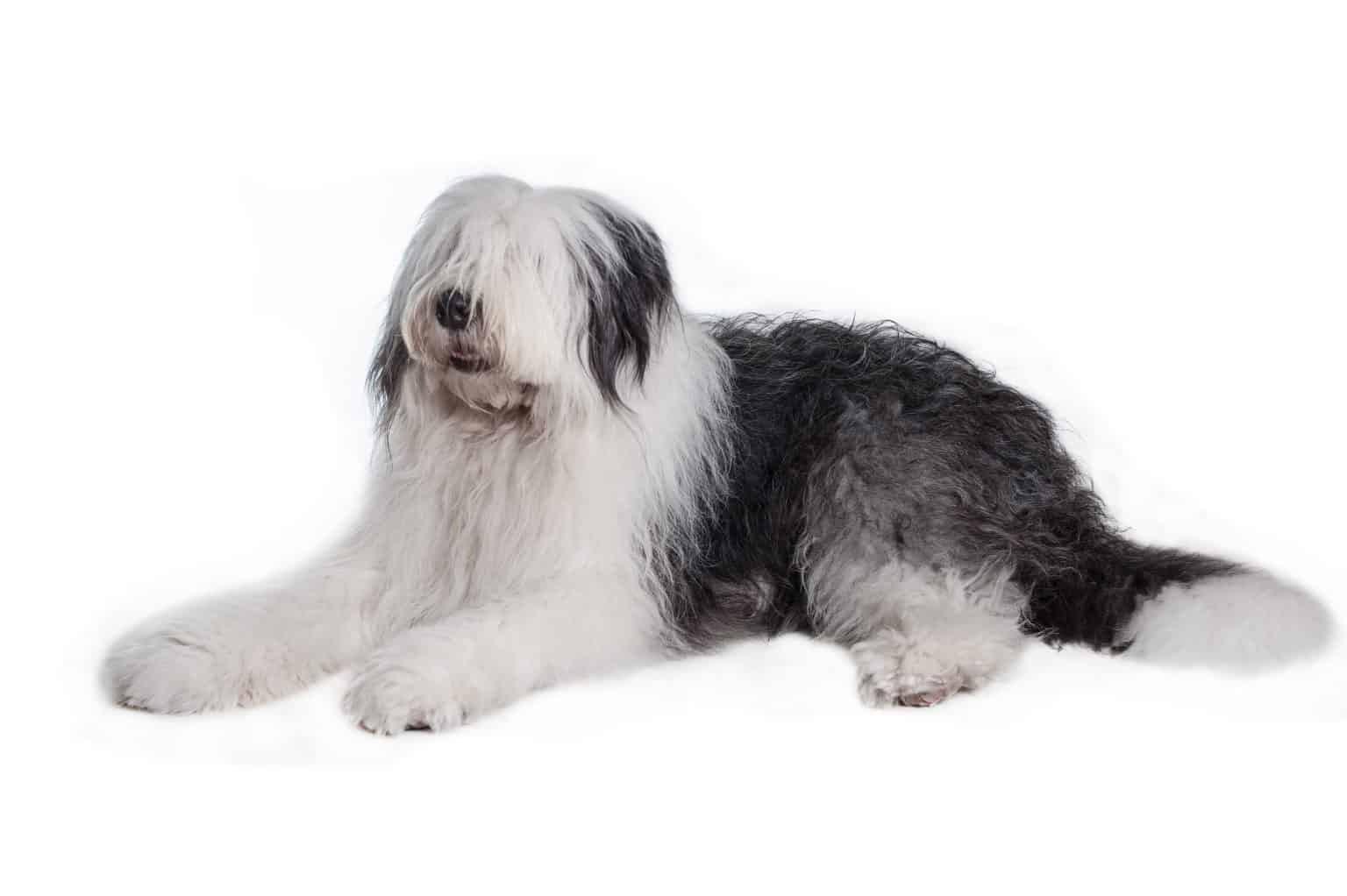 Sheepadoodle Colors: Gray, Black, and More