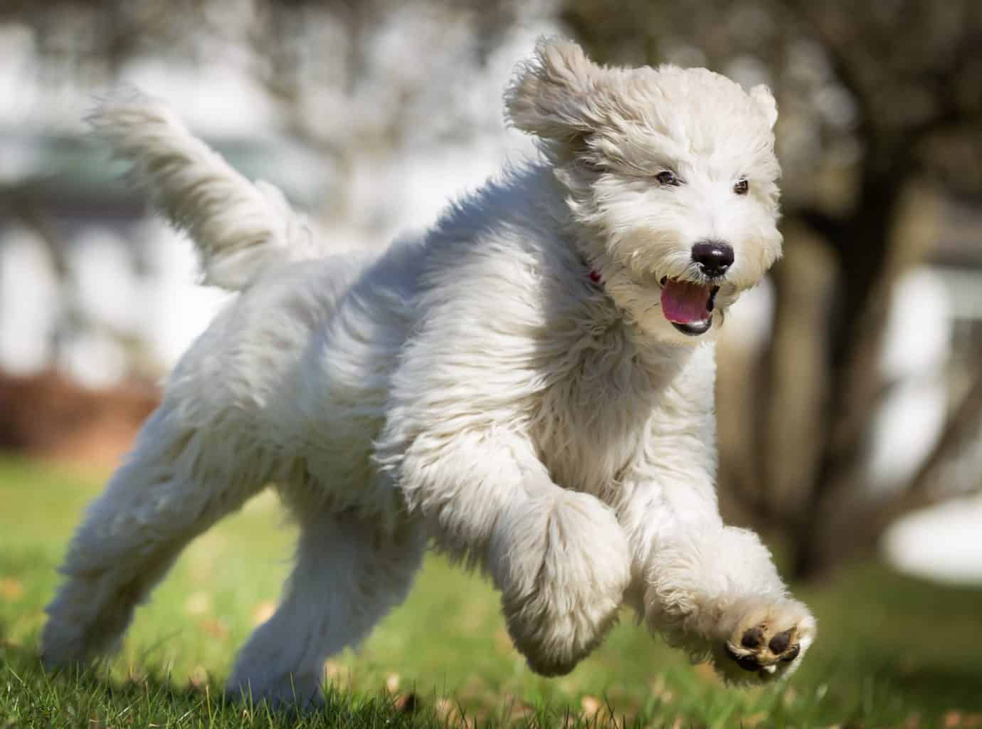 Running with your Labradoodle: A Complete Guide