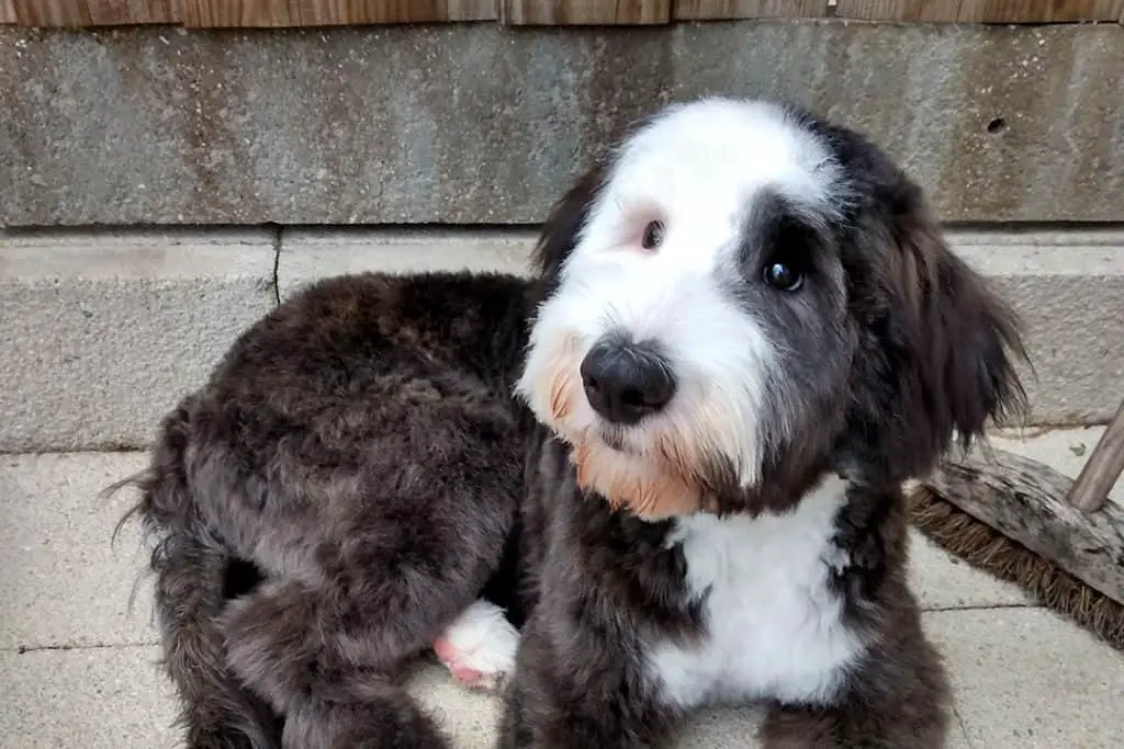 Sheepadoodle Breed Guide: Everything You Need to Know