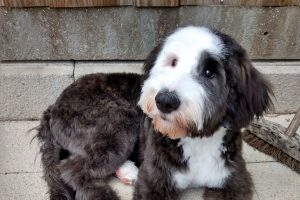Sheepadoodle Breed Guide: Everything You Need to Know