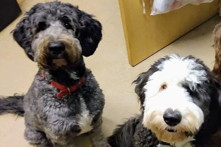Sheepadoodle Colors: Gray, Black, and More