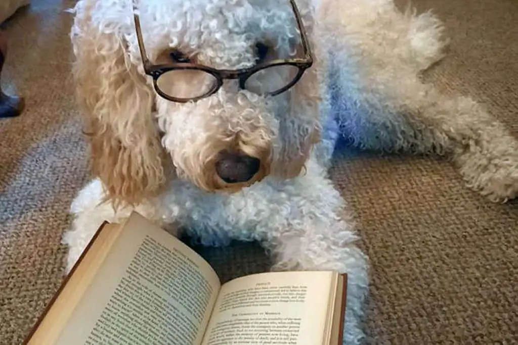What is the Smartest Doodle Breed? Clever Poodle Mixes Explored