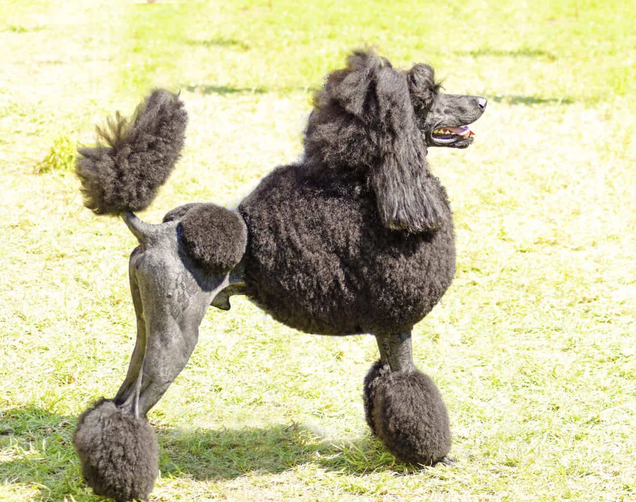 Sheepadoodle Breed Guide: Everything You Need to Know