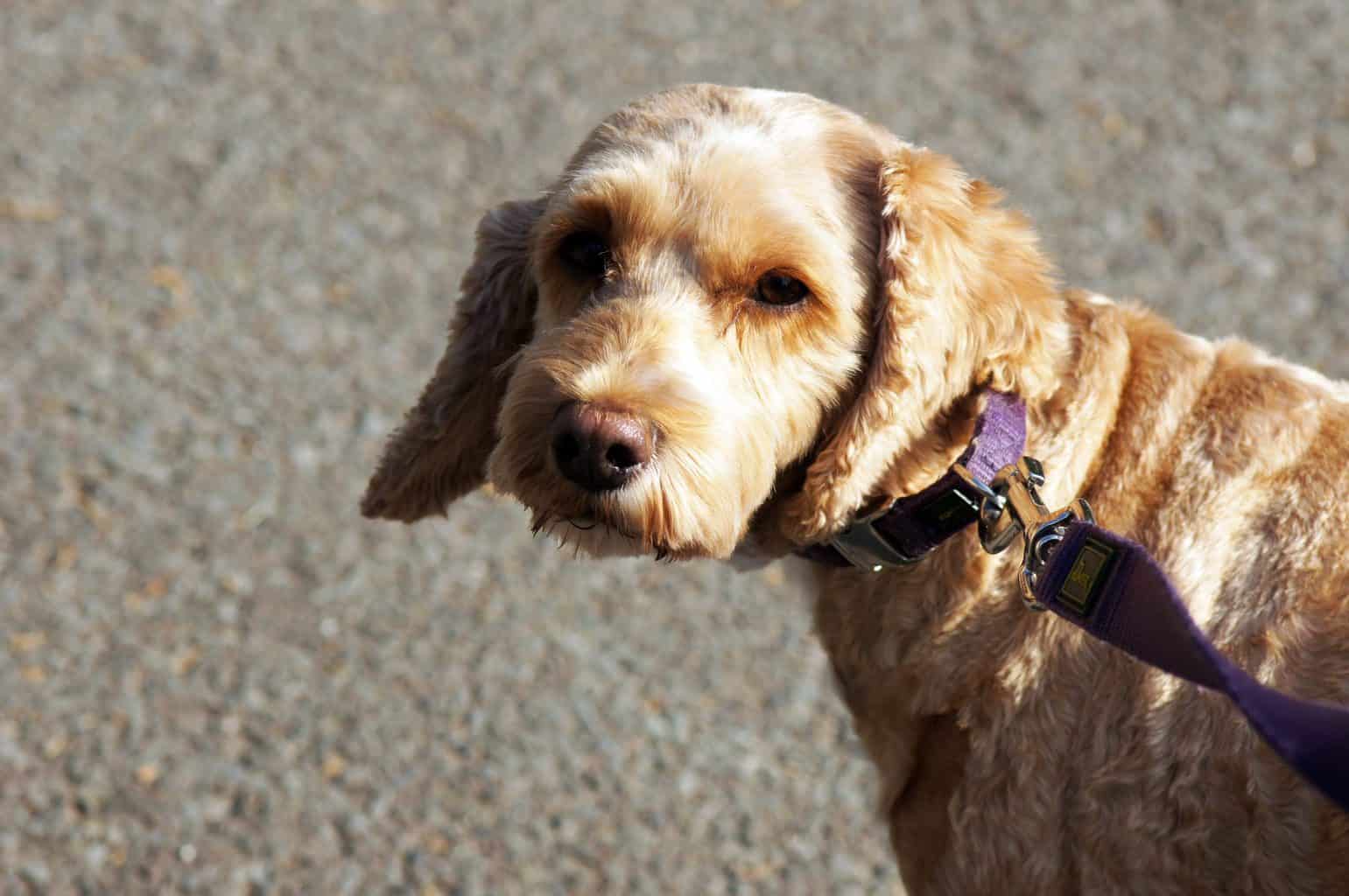 Caring for your Cockapoo Through the Seasons