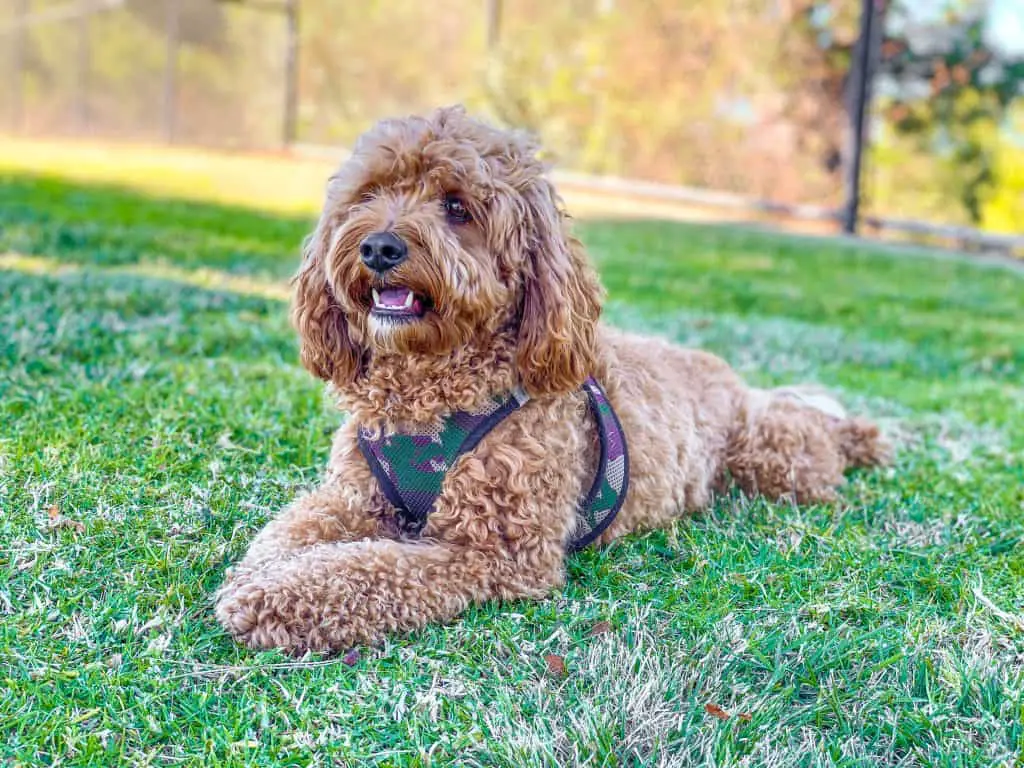 Cavapoo Breed Guide: An In-depth View