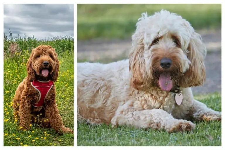 Cockapoo vs Sproodle: Which Spaniel Poodle Mix is Best?