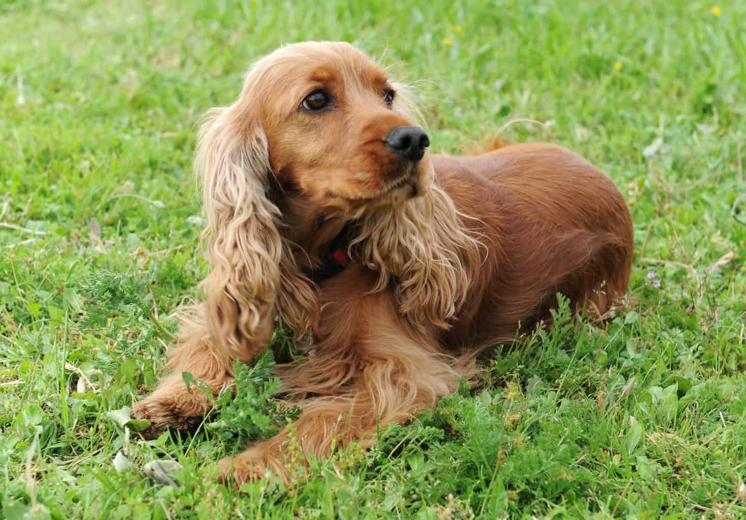 Cockapoo vs Sproodle: Which Spaniel Poodle Mix is Best?