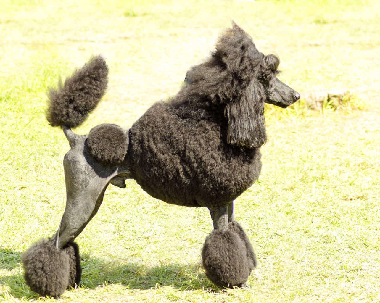What Does a Poodle Look Like Without a Haircut? To Shave or Not to Shave