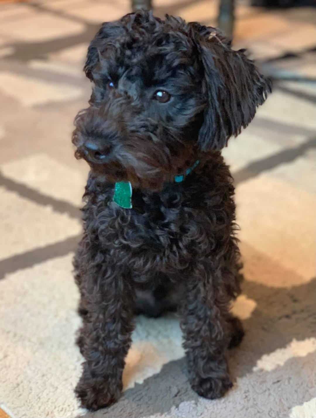 Schnoodle Size Guide – Giant, Standard, Mini & Teacup: How Big Do They Get?