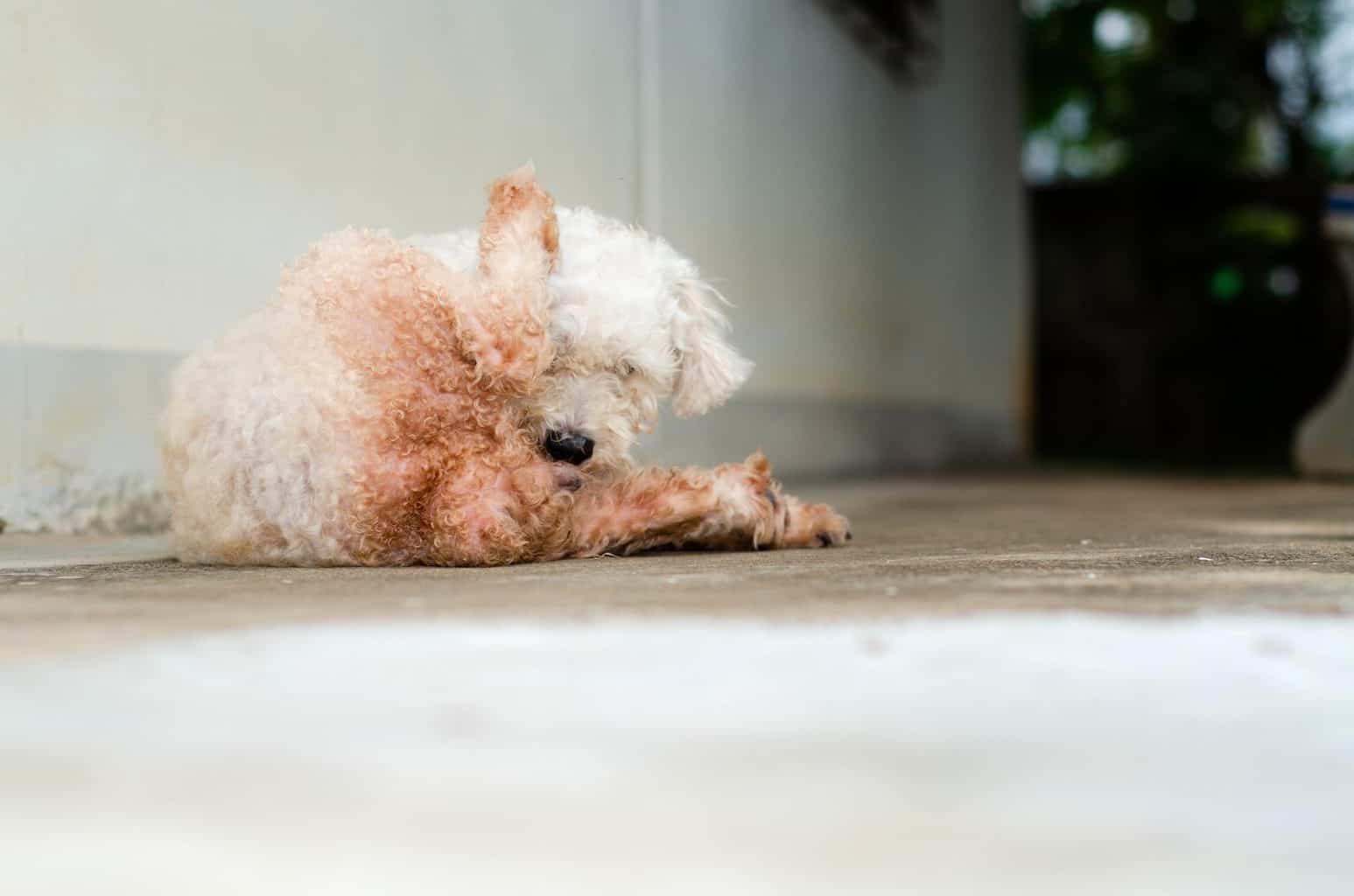 Poodle Allergies Explored