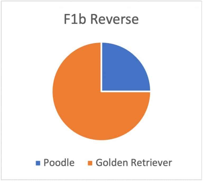 F1b Goldendoodle Size – How Big Do They Get?