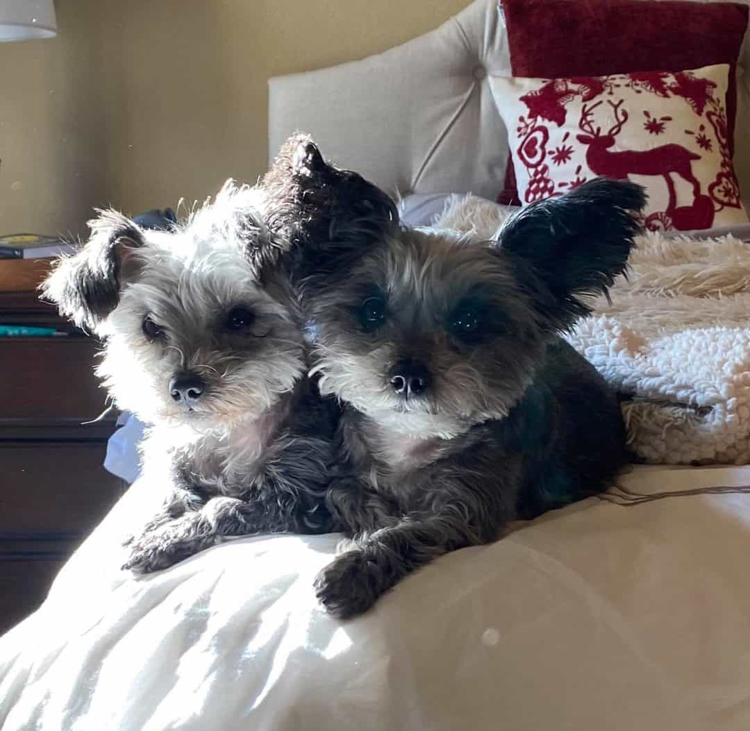 Schnoodle Size Guide – Giant, Standard, Mini & Teacup: How Big Do They Get?