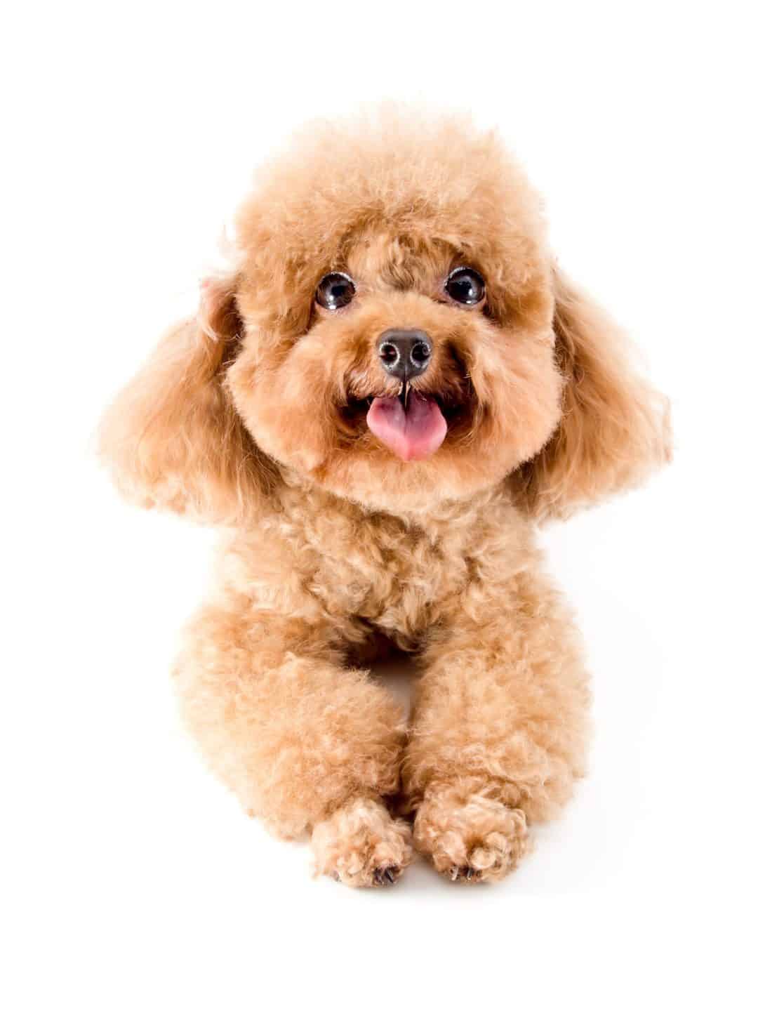 What Does a Poodle Look Like Without a Haircut? To Shave or Not to Shave