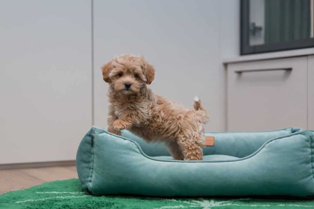 Miniature Doodle Breeds: Which is the Best?