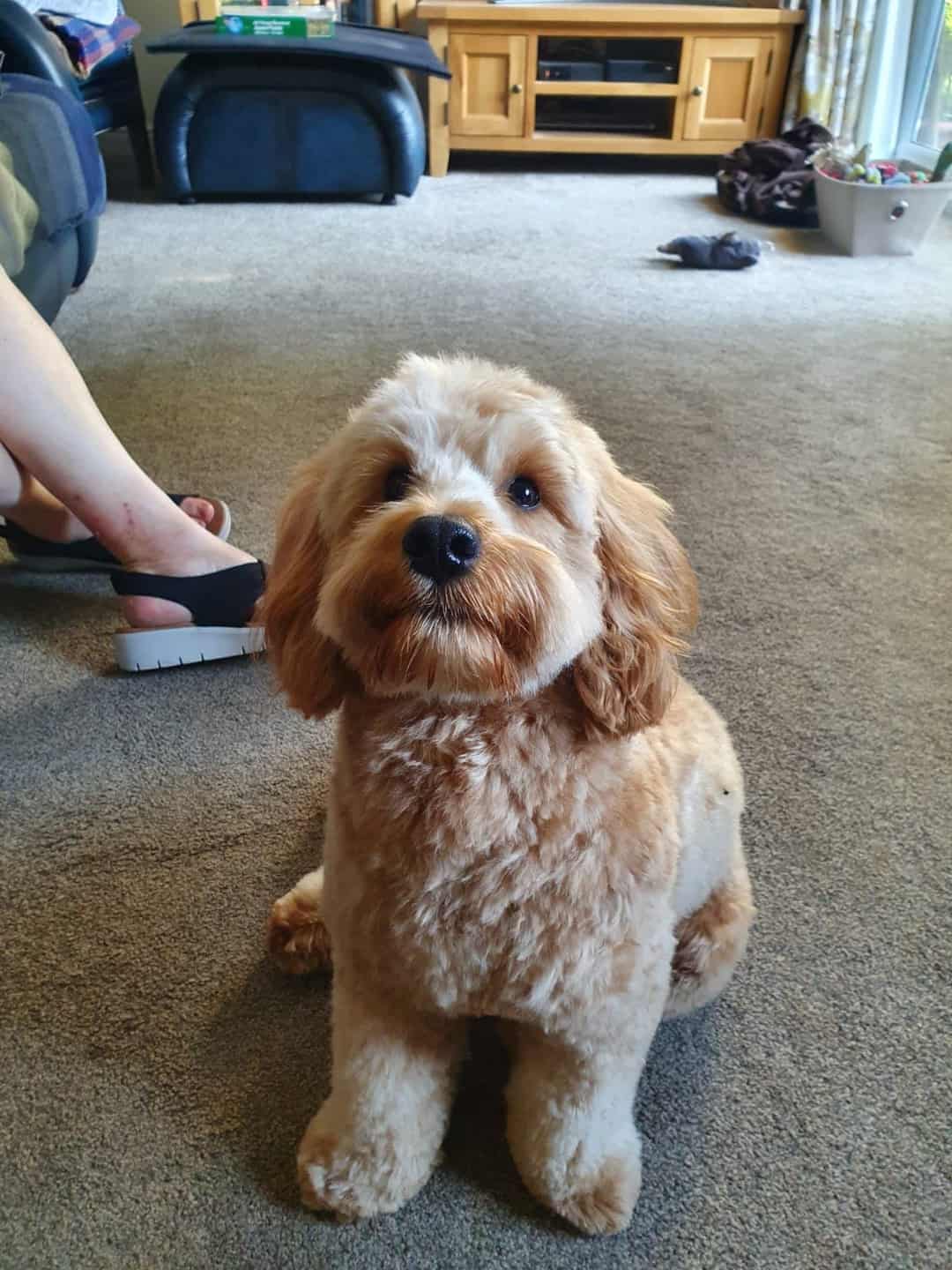 Miniature Doodle Breeds: Which is the Best?