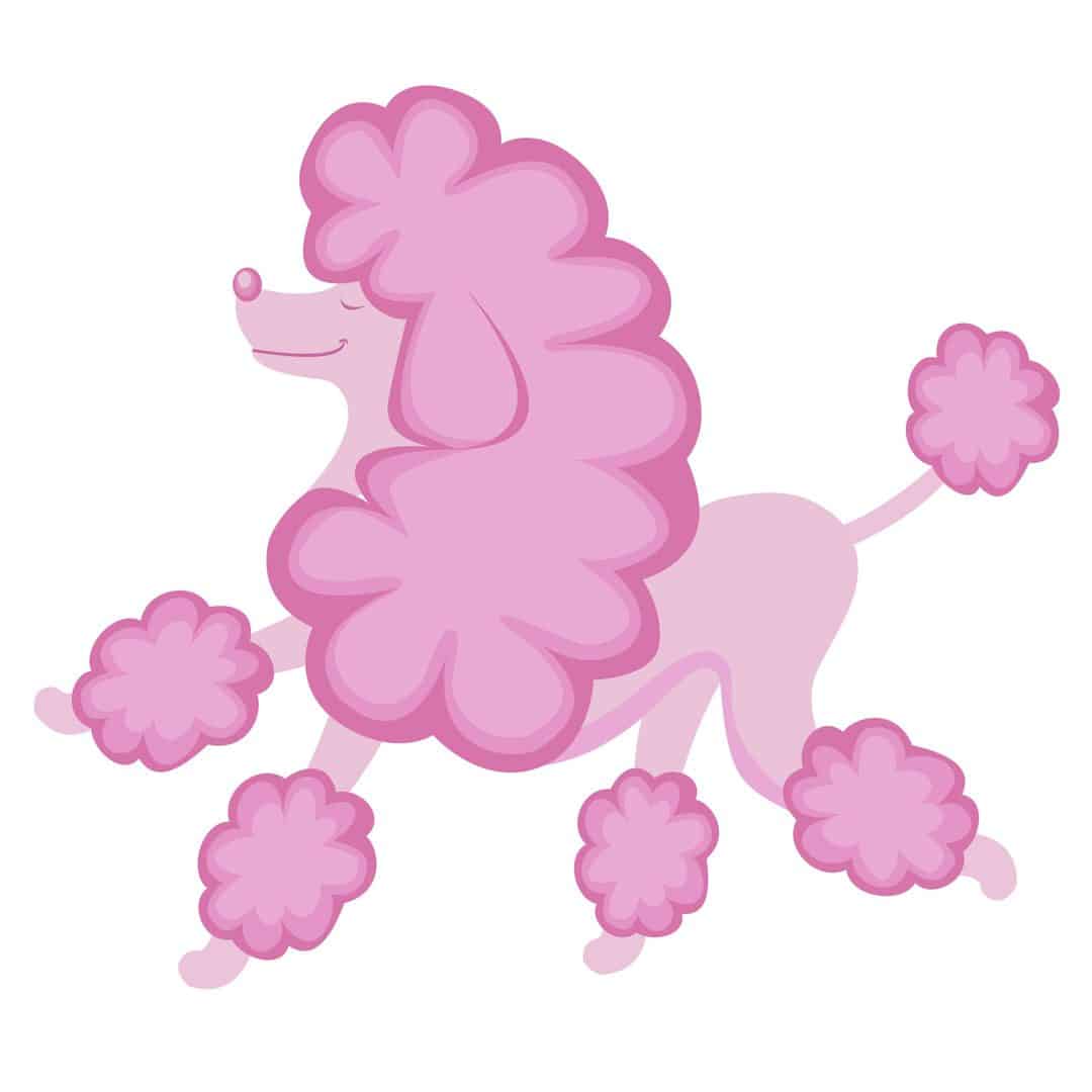 Are Pink Poodles Real? Can they be Born that Color?