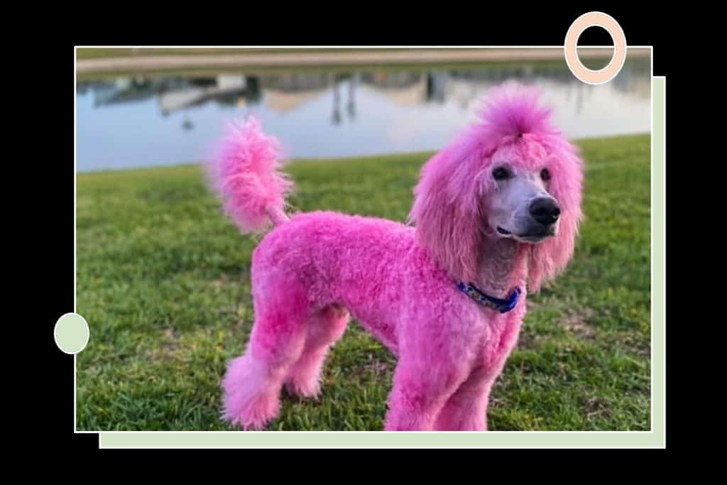 Are Pink Poodles Real? Can they be Born that Color?