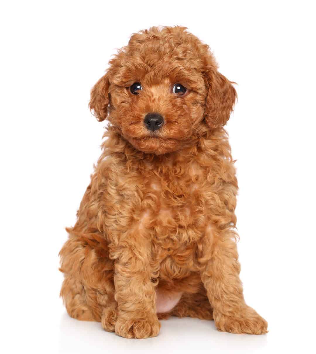 Cavapoo Breed Guide: An In-depth View
