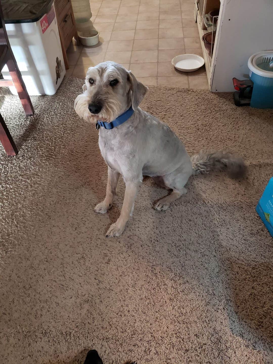 Schnoodle Size Guide – Giant, Standard, Mini & Teacup: How Big Do They Get?