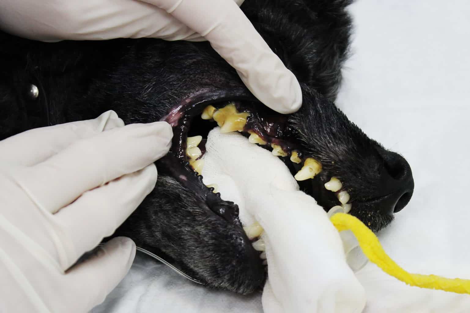 Poodle Teeth Problems: Avoid them Falling Out