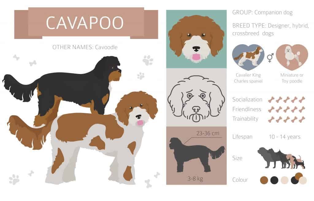 Reputable Cavapoo Breeders: How to Choose