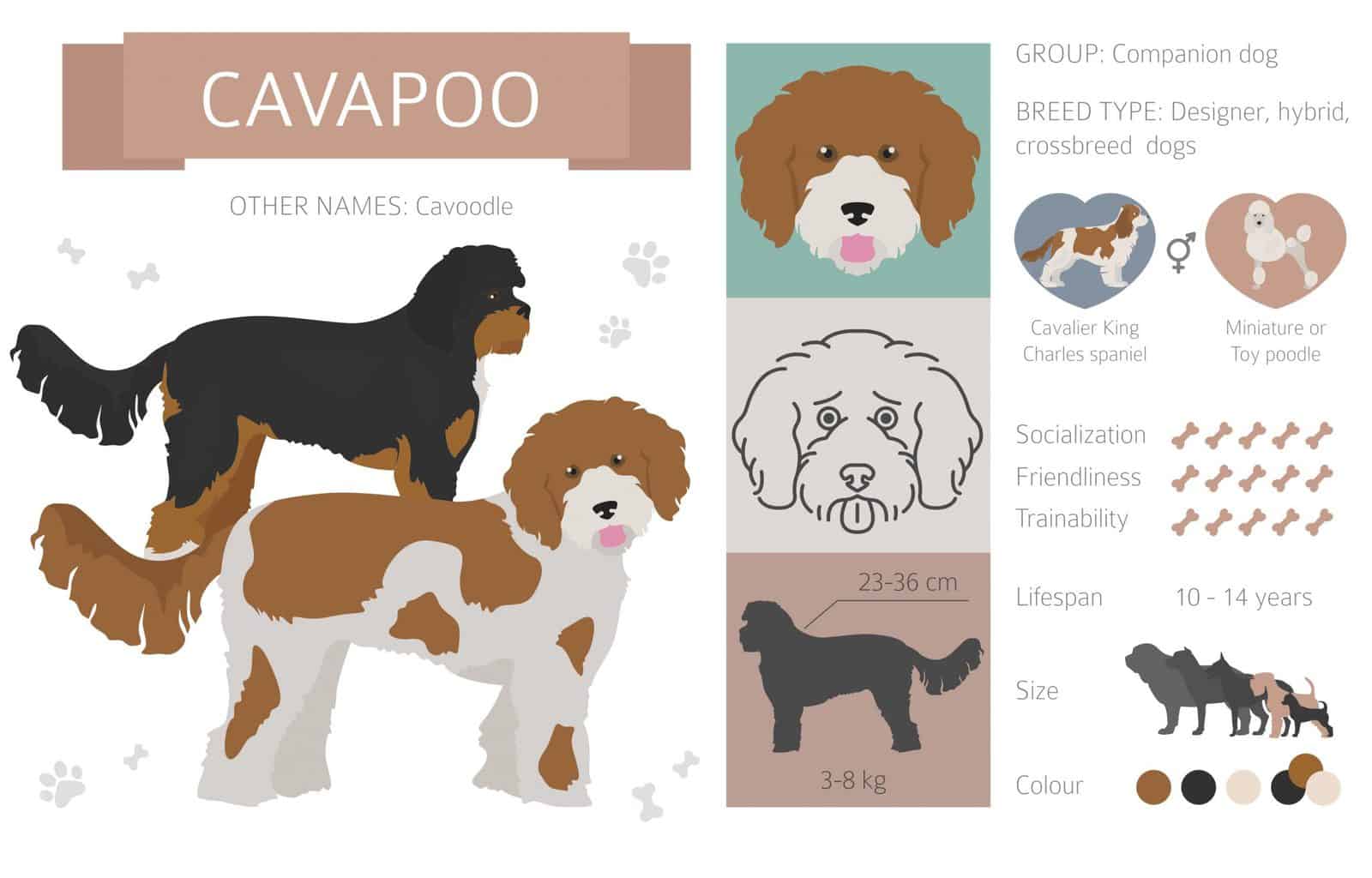 Reputable Cavapoo Breeders: How to Choose