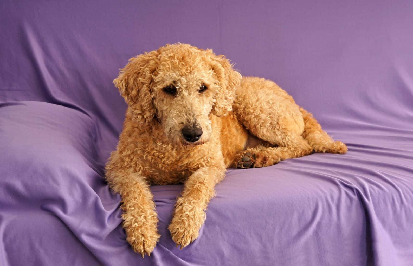 Australian Labradoodle Generations. F1, F1b, F2, F2b, F3