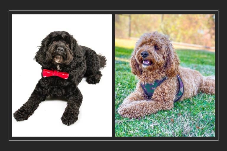 Cavapoo vs Cockapoo – We Help you Decide